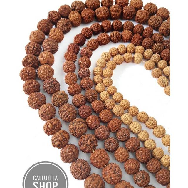 Jual RUDRAKSHA / biji jenitri / biji bidara | bahan gelang bros juntai ...