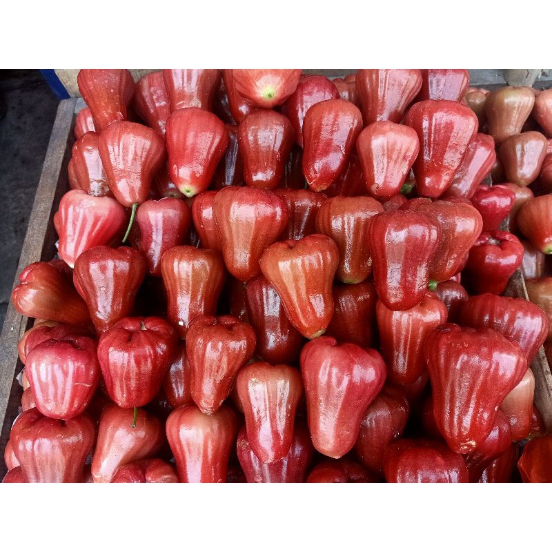 Jual BUAH JAMBU AIR CITRA JUMBO GRADE A ISI 13-18 PER 1 KG | Shopee ...