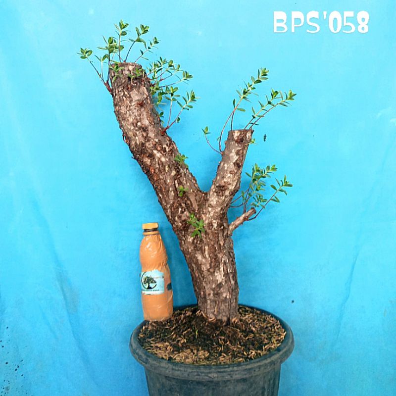 Jual Bahan bonsai santigi (Pemphis Acidula), santigi karang bahan ... Jual Bahan bonsai santigi (Pemphis Acidula), santigi karang bahan ...