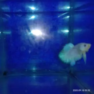 Jual Ikan Cupang Blue Rim Terlengkap & Harga Terbaru Desember 2025 ...