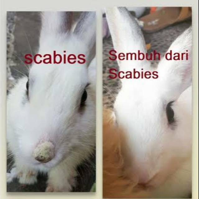 Jual Obat scabies, obat, kelinci scabies, kelinci gatal, gatal scabies ...