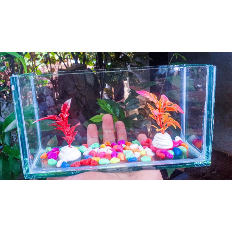 Jual Aquarium Mini cupang 20×10×7 Tempat Ikan Cupang Soliter Mini ...