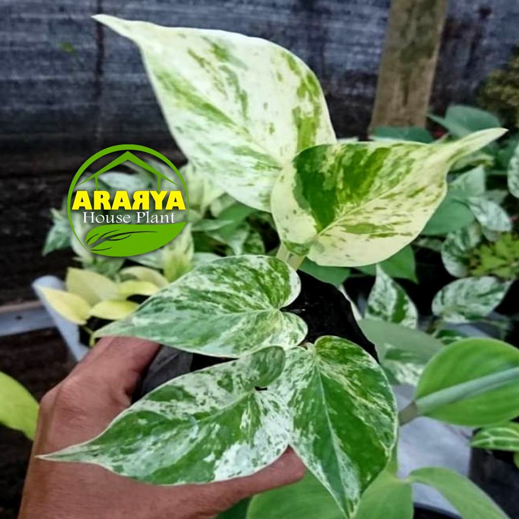 Jual Sirih Gading Varigata Daun 4 Up / Sirih Marble Queen | Shopee ...
