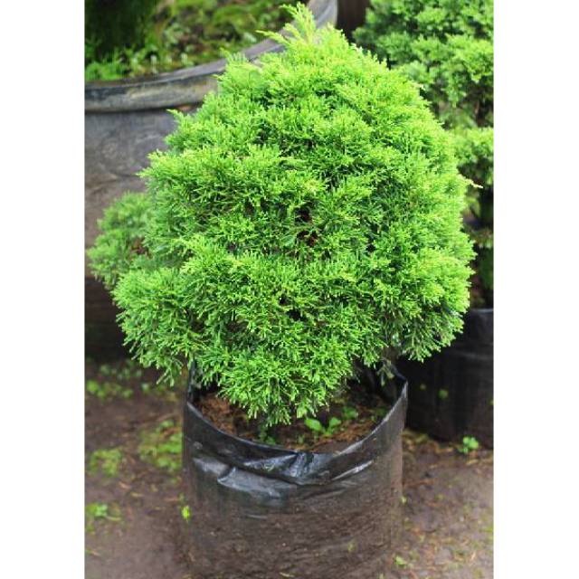 Jual TANAMAN CEMARA PAPUA Cupressus papuanus cemara pua pua | Shopee ...
