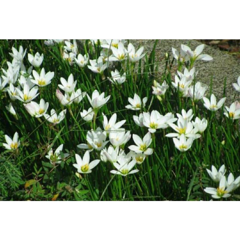 Jual TANAMAN LILY BUNGA KUCAI TULIP | Shopee Indonesia