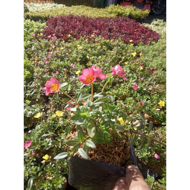 Jual sutra bombay portulaka | Shopee Indonesia