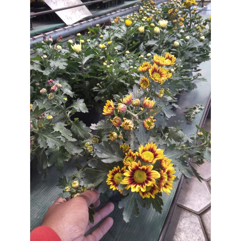 Jual BUNGA KRISAN(CHRYSANTEMUM MORIFOLIUM) | Shopee Indonesia