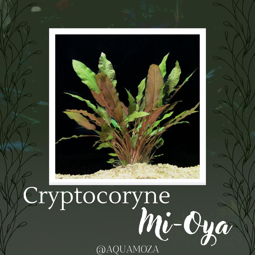 Jual cryptocoryne mi oya ( tanaman aquascape ) | Shopee Indonesia