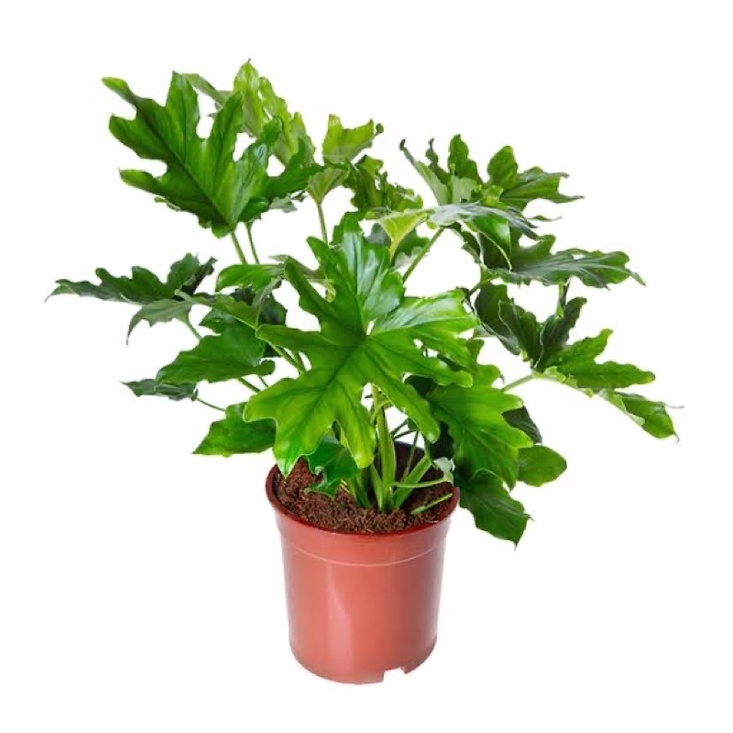 Jual tanaman hias murah monstera jari philodendron selloum - Tanaman ...