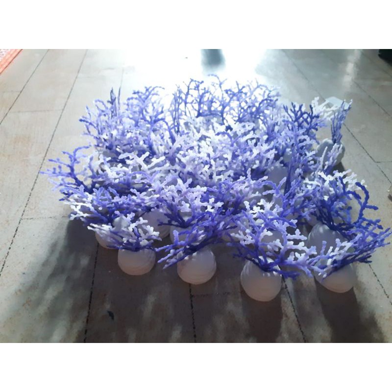 Jual Rumput laut biru | Shopee Indonesia