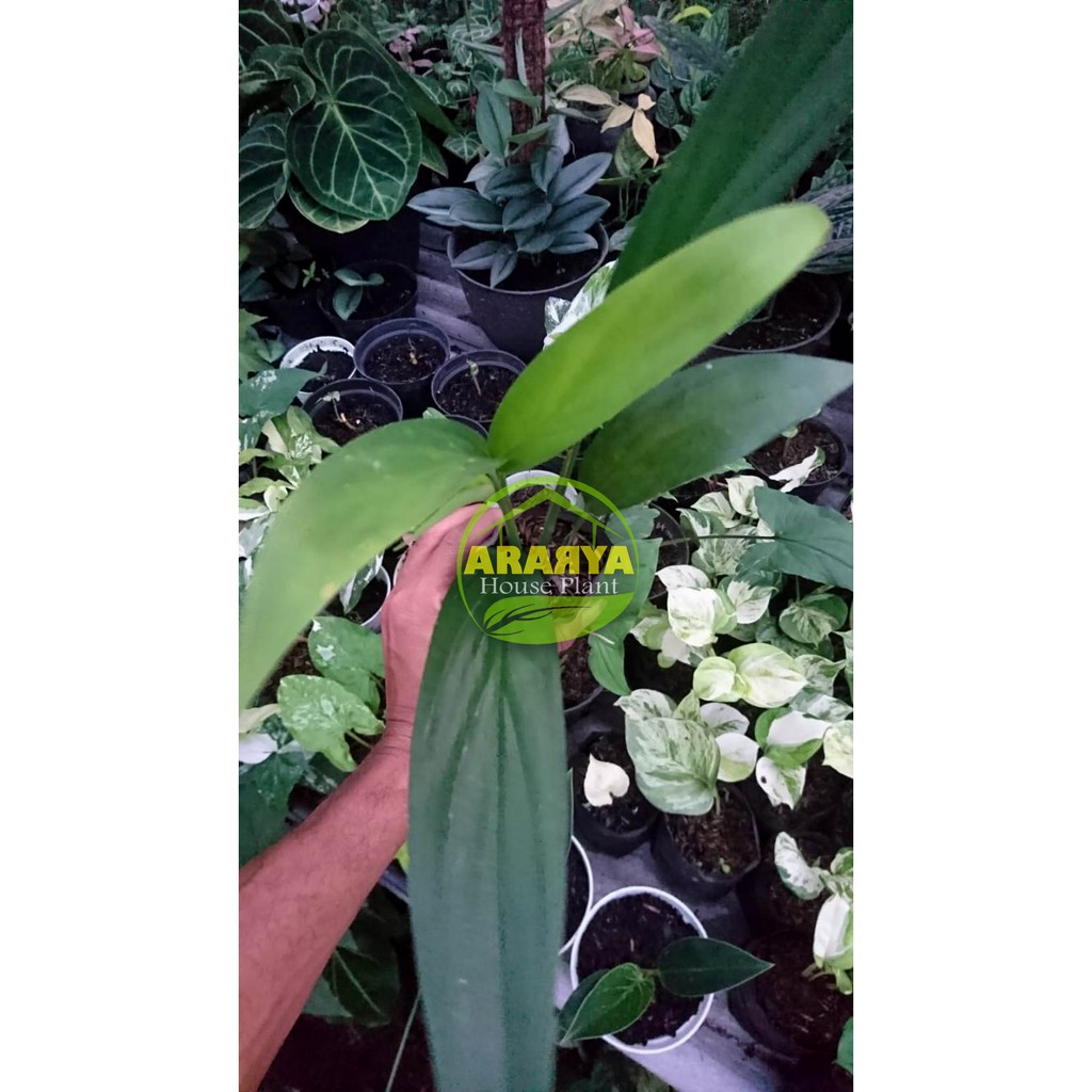 Jual Philodendron Epipremnum Amplissium Daun 3-4 Up / Philo Epipenrum ...
