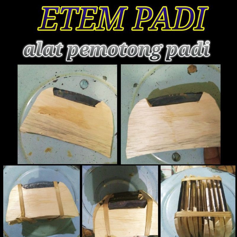 Jual etem padi (1iket isi 10) | Shopee Indonesia