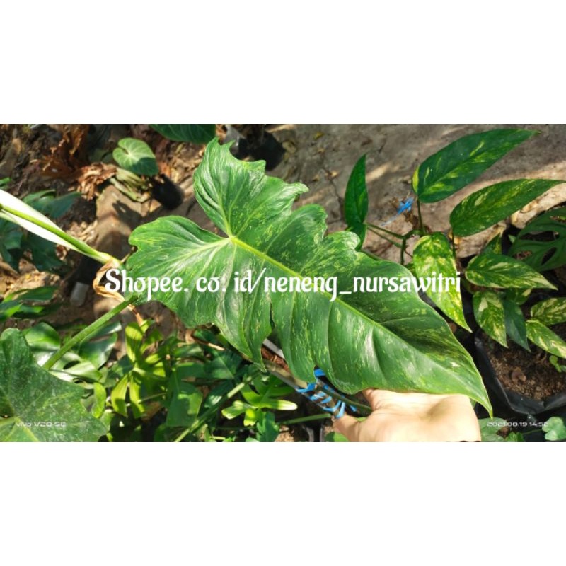 Jual philo dragon variegata cuttingan 1 daun fresh | Shopee Indonesia