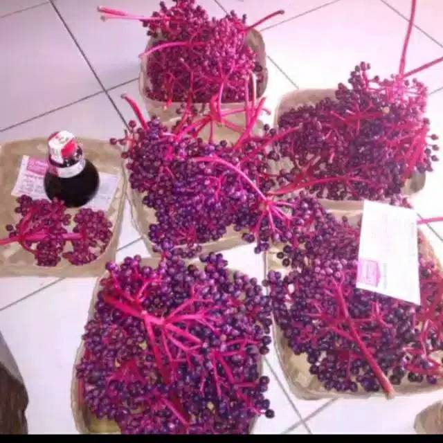 Jual BUAH SEGAR PARIJOTO Muria 100gr - 500gr | Shopee Indonesia Jual BUAH SEGAR PARIJOTO Muria 100gr - 500gr | Shopee Indonesia