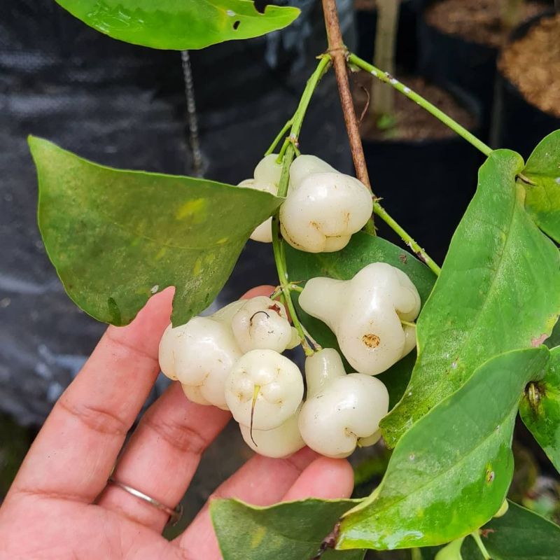 Jual Bibit jambu air kancing putih | Shopee Indonesia