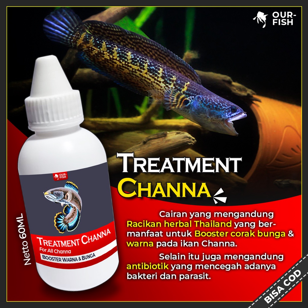 Jual OURFISH - Treatment Ikan Channa Andrao Stewarti Limbata Maru More ...