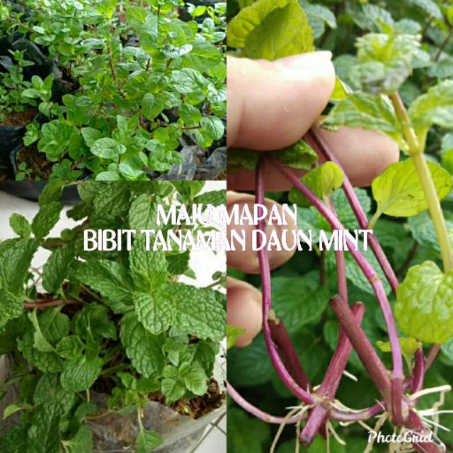 Jual BIBIT DAUN MINT-MENTHOL-TANAMAN MINT PEPPERMINT SUPER | Shopee ...