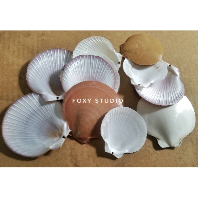 Jual CANGKANG KERANG KIPAS SCALLOP / WHITE MOON SHELLS. | Shopee Indonesia
