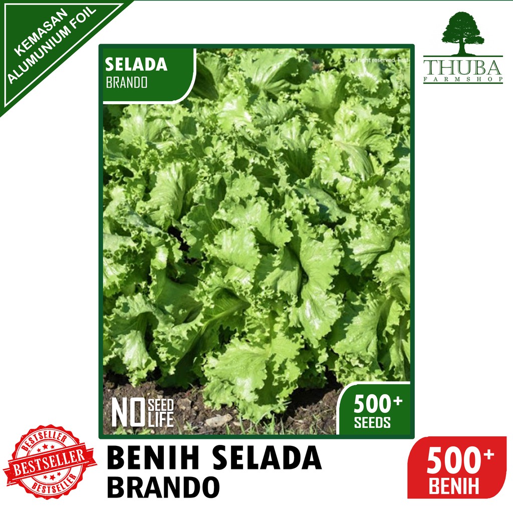 Jual 500 Biji - Benih Selada BRANDO - Bibit Selada Krop Ice Berg Murah ...