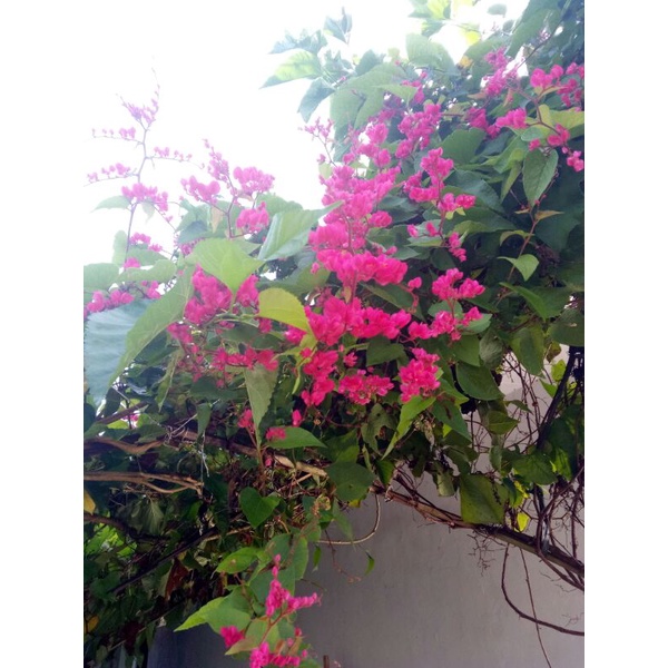 Jual bunga AMP air mata pengantin vegetasi lebah | Shopee Indonesia