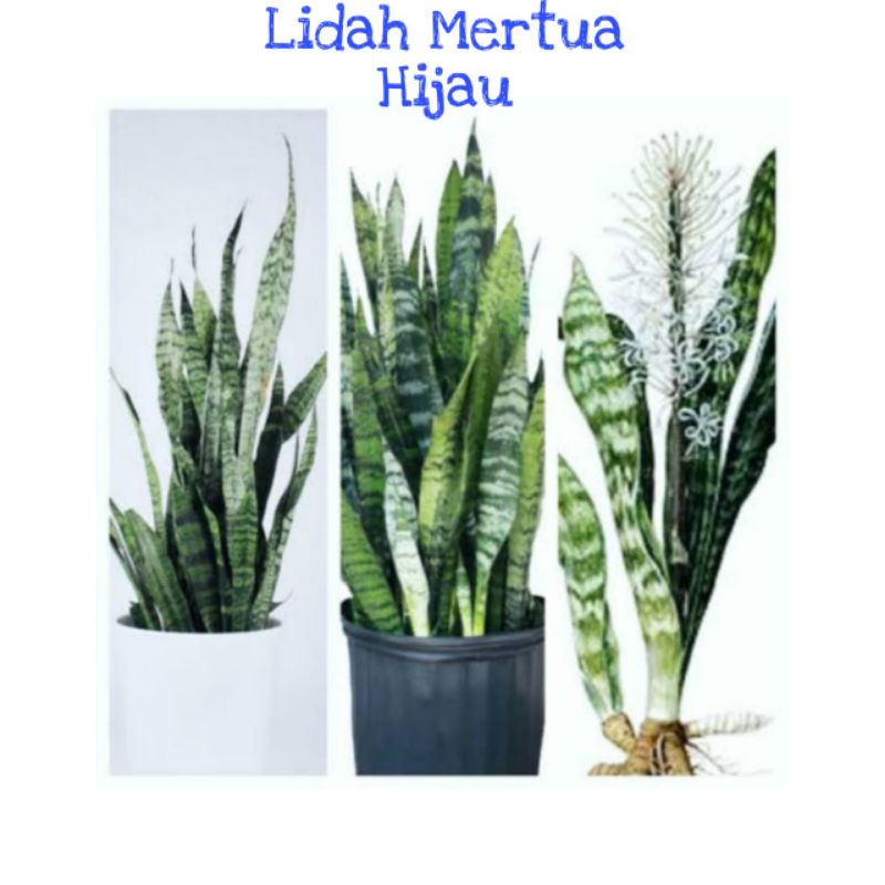 Jual Bibit tanaman hias sansevieria hyacinthoides warna hijau (WAJIB ...