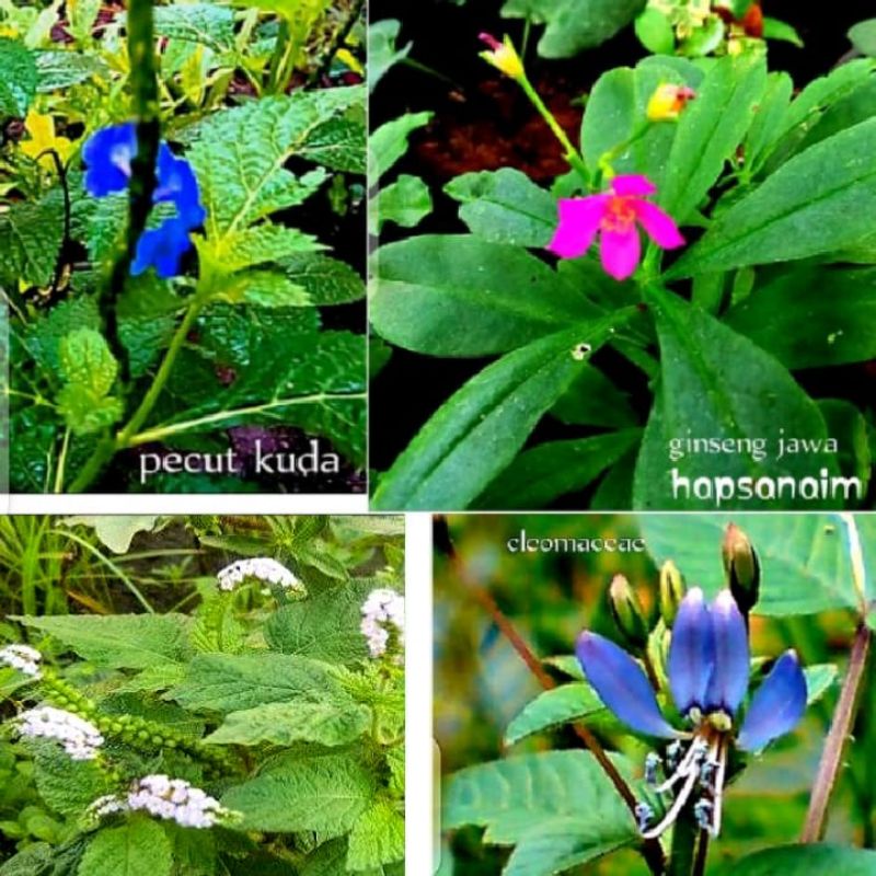 Jual Stek/benih & tanaman herbal Ginseng Jawa Sangketan Pecut Kuda ...