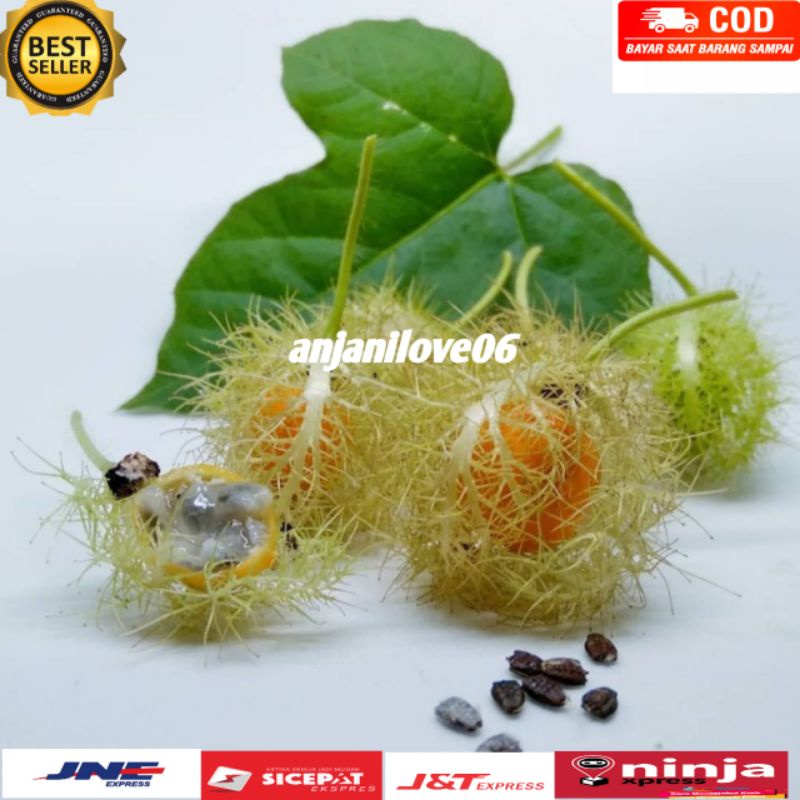 Jual BUAH PERMOT RAMBUSA ERMOT CEPLUKAN BLUNGSUNG KACEPREK BUAH LATUIK ...