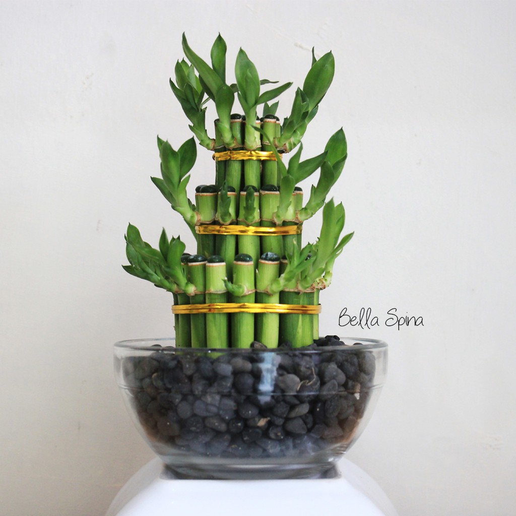 Jual Vas Tanaman Bambu Rejeki Hoki Batu Hias Hitam, Tanaman Fengshui ...