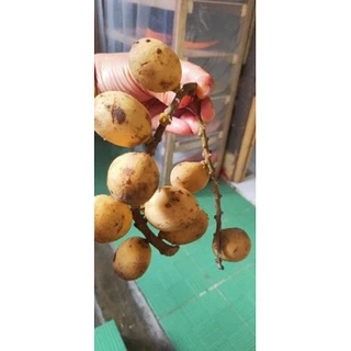 Jual Buah Langsat Terlengkap & Harga Terbaru Juli 2024 | Shopee Indonesia