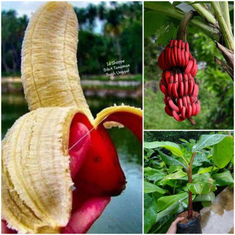 Jual Bibit Pisang Merah | Shopee Indonesia