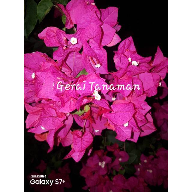 Jual Tanaman hias bougenville variegata merah fanta | Shopee Indonesia