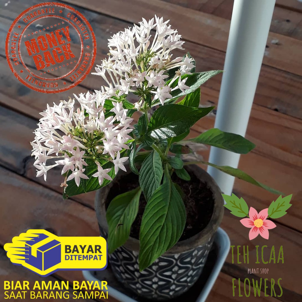 Jual Tanaman Hias Bunga Pentas Tanaman Hidup Bunga Pentas Bunga Pentas ... Jual Tanaman Hias Bunga Pentas Tanaman Hidup Bunga Pentas Bunga Pentas ...
