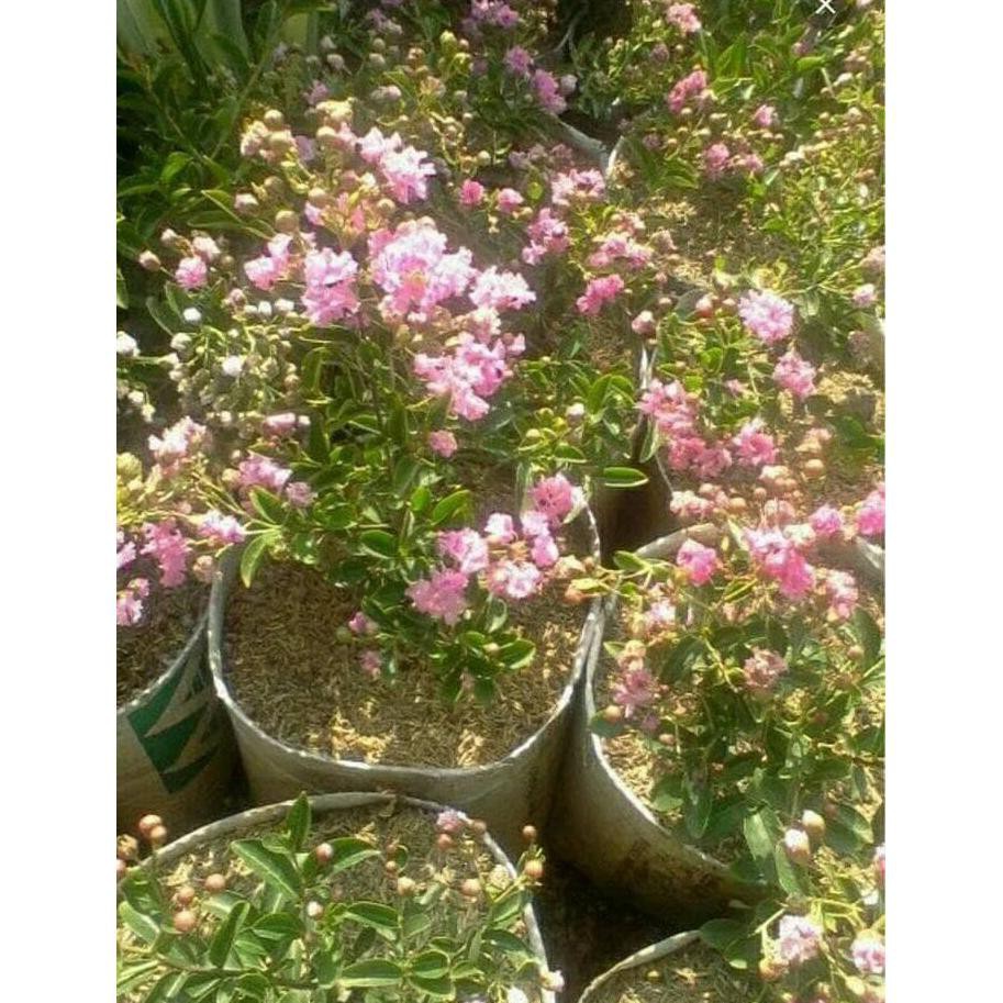 Jual Bibit bunga sakura mini bisa (COD) | Shopee Indonesia