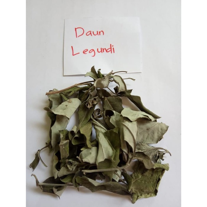 Jual Daun Legundi Kering / Lilegundi / Vitex Tifolia 1 kg | Shopee ...