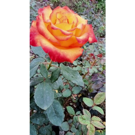 Jual bunga mawar import LIDAH API tanaman hias outdoor | Shopee Indonesia