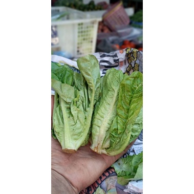 Jual SAYUR ROMEN // Selada Romaine // selada cos Fresh // selada lettuce 1KG | Shopee Indonesia