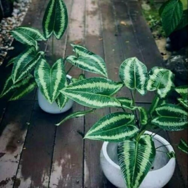 Jual Tanaman Hias Homalomena Sismatologis Andromeda Shopee Indonesia