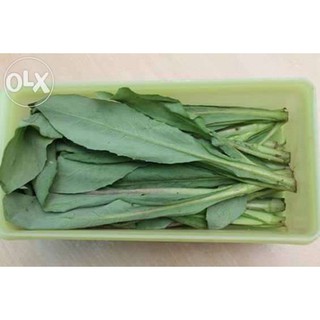 Jual Sayur Fumak Makanan Kura Kura Darat Kumek Kumak Sayur Makanan Kura ...