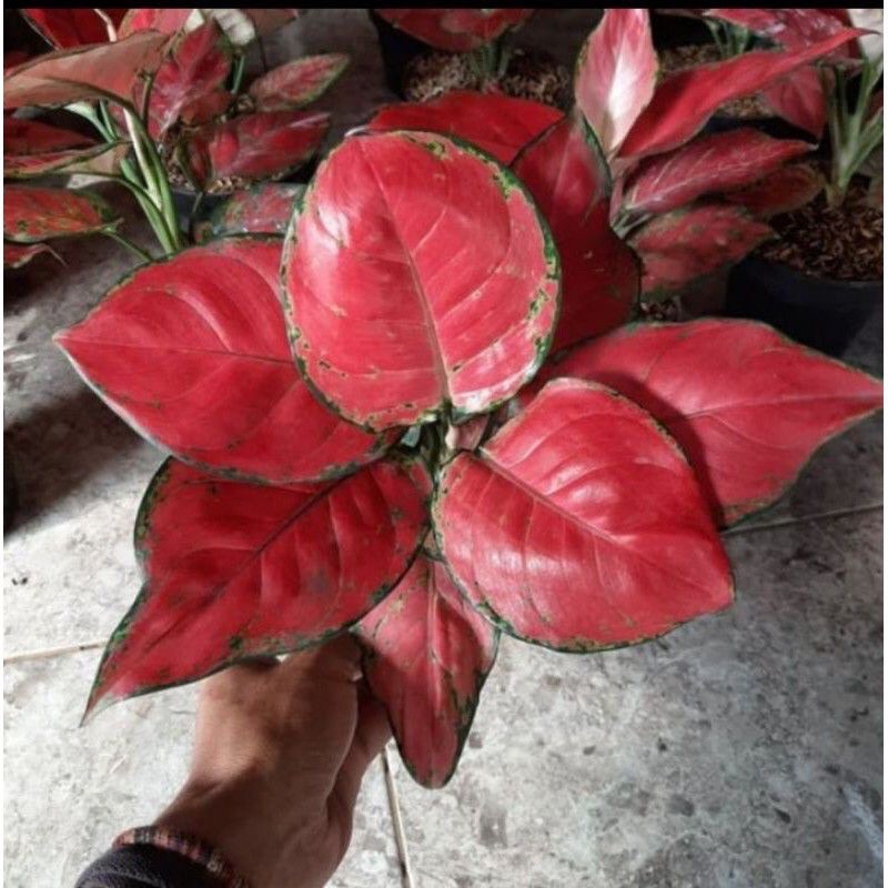 Jual PROMO!! Bibit anakan Aglonema Red Anjamani daun 1/2/3 BISA (COD ...