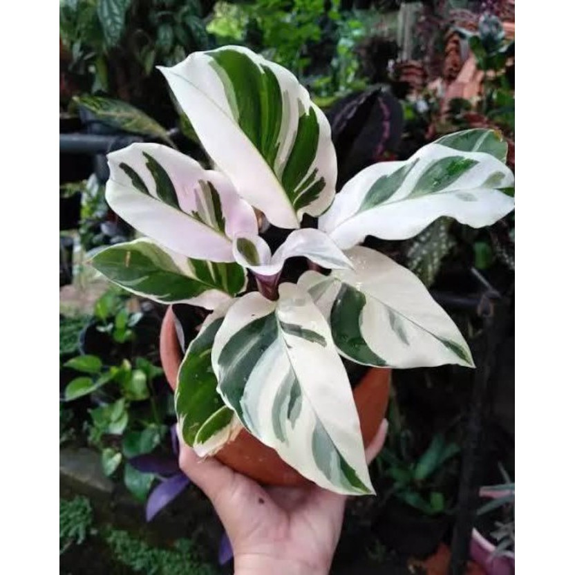 Jual Calathea Tissue Putih / Chalatea Tissue Varigata / Kalatea Meranti ...