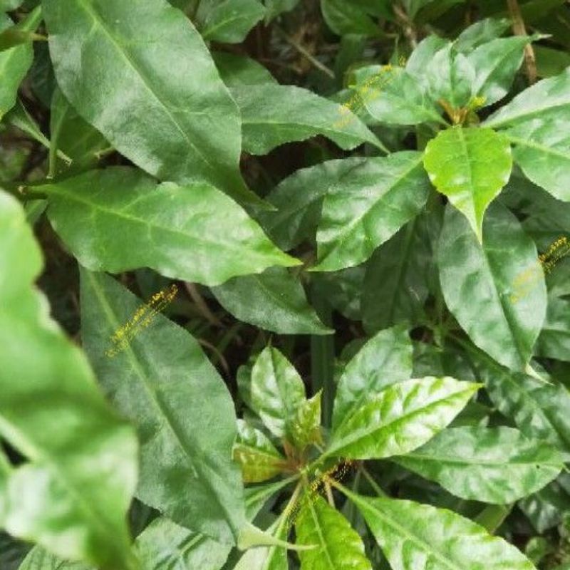 Jual Daun 7 Bilah Jarum/ Tujuh Bilah/ Daun tujuh Bintang Segar | Shopee ...