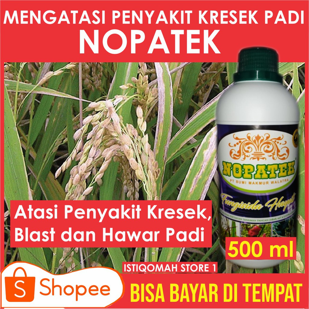 Jual 500 ml NOPATEK Fungisida Hayati Mengatasi Hama Kresek pada Padi ...