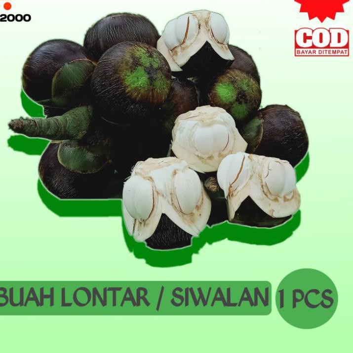 Jual Ental buah pohon siwalan khas Paciran | Shopee Indonesia