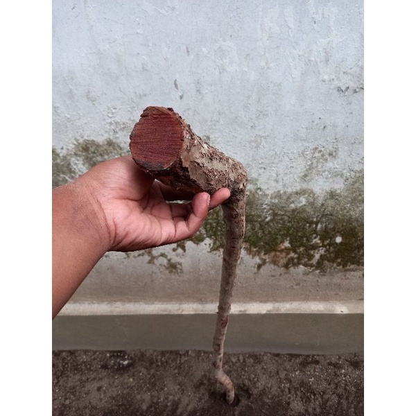Jual bahan tongkat kayu galih stigi/setigi alami karimun jawa | Shopee ...