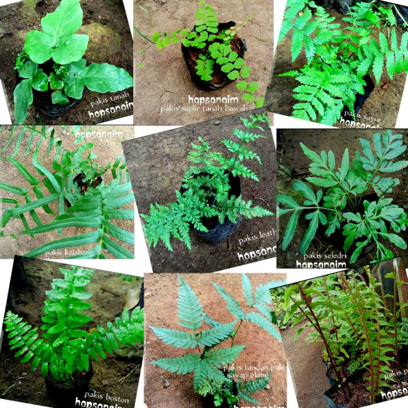 Jual tanaman paku pakis Suplir Kelabang Leatherleaf fern mini 20cm hias ...