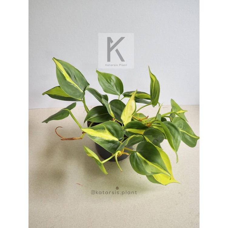 Jual Sirih gading brasil Pothos brasil philodendron Tanaman Bebas Repot ...