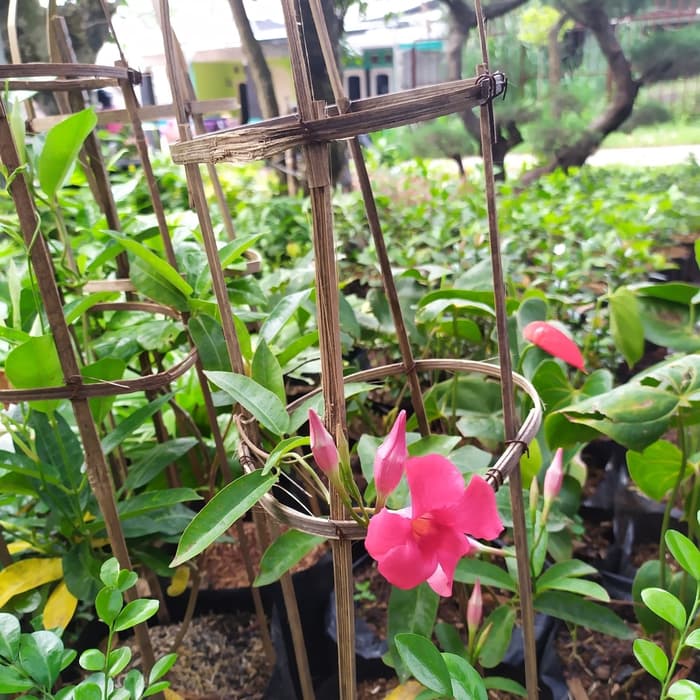 Jual tanaman dipladenia,mandevilla merah | Shopee Indonesia