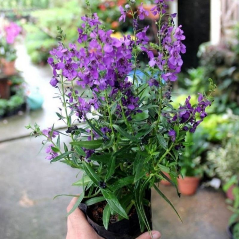 Jual Angelonia salicariifolia /lavender lokal angelonia / bibit tanaman ...