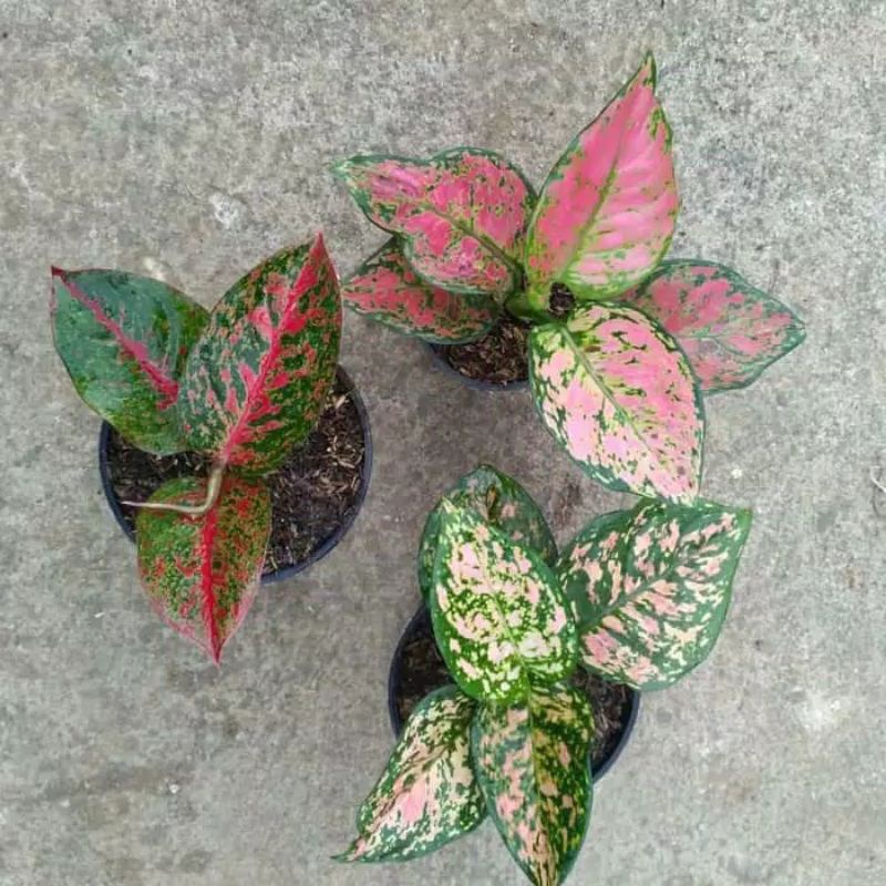 Jual bibit anakan aglonema 3jenis (red stardust-red anja-dud anja ...