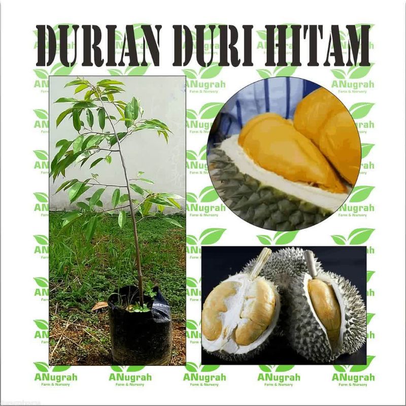 Jual bibit durian duri hitam asli manis hasil OKULASI | Shopee Indonesia